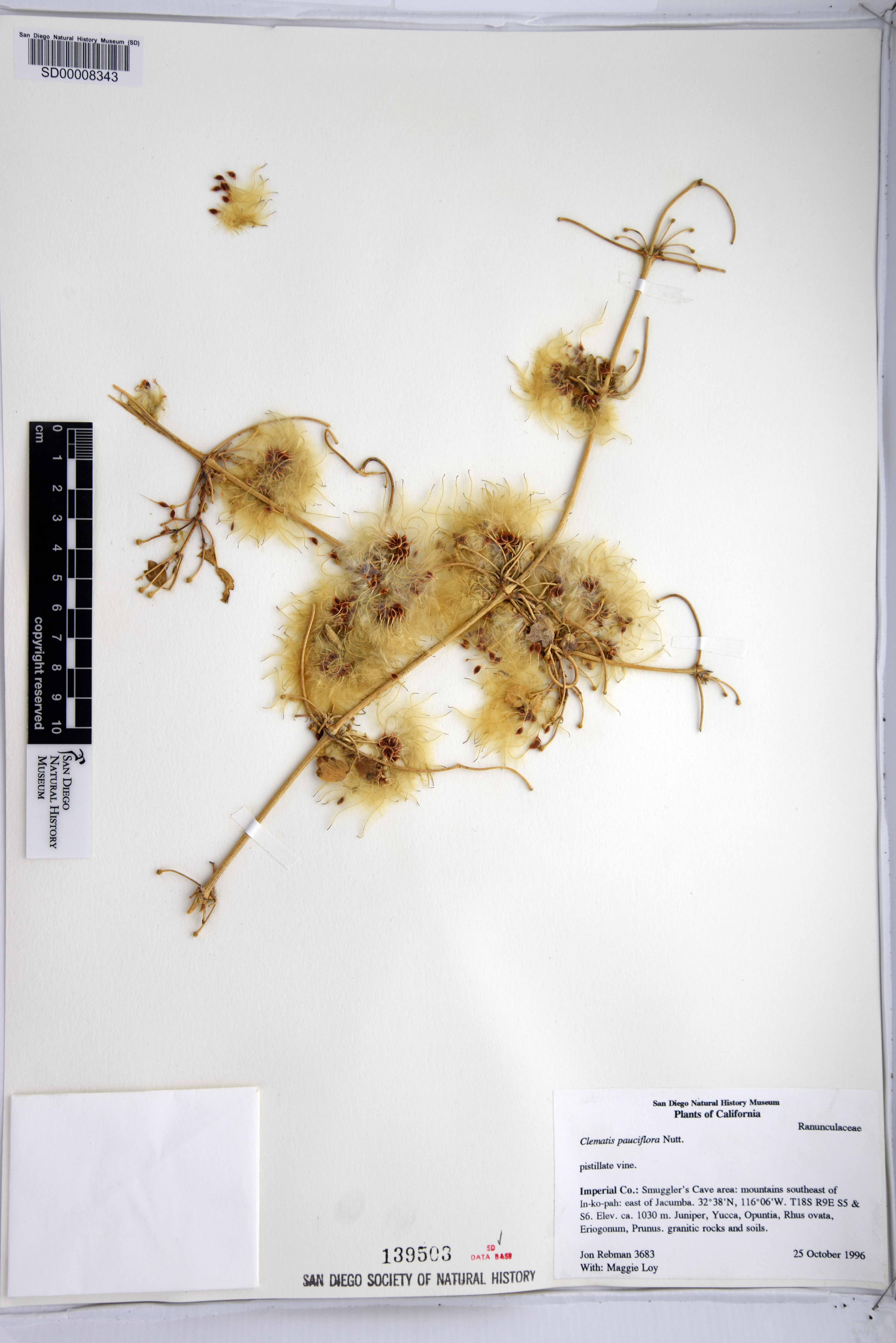 SEINet Portal Network - Clematis pauciflora