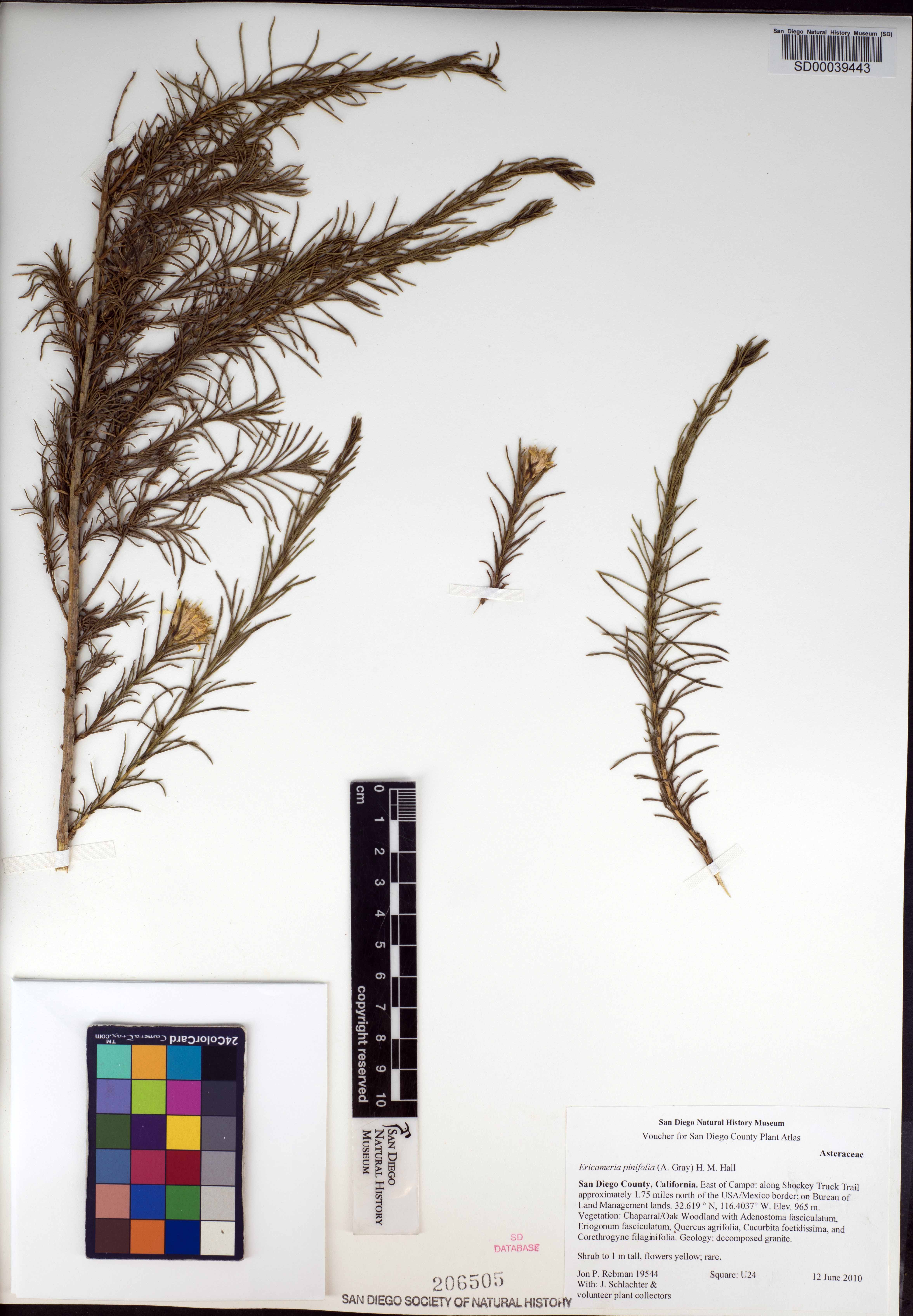 SEINet Portal Network - Ericameria pinifolia