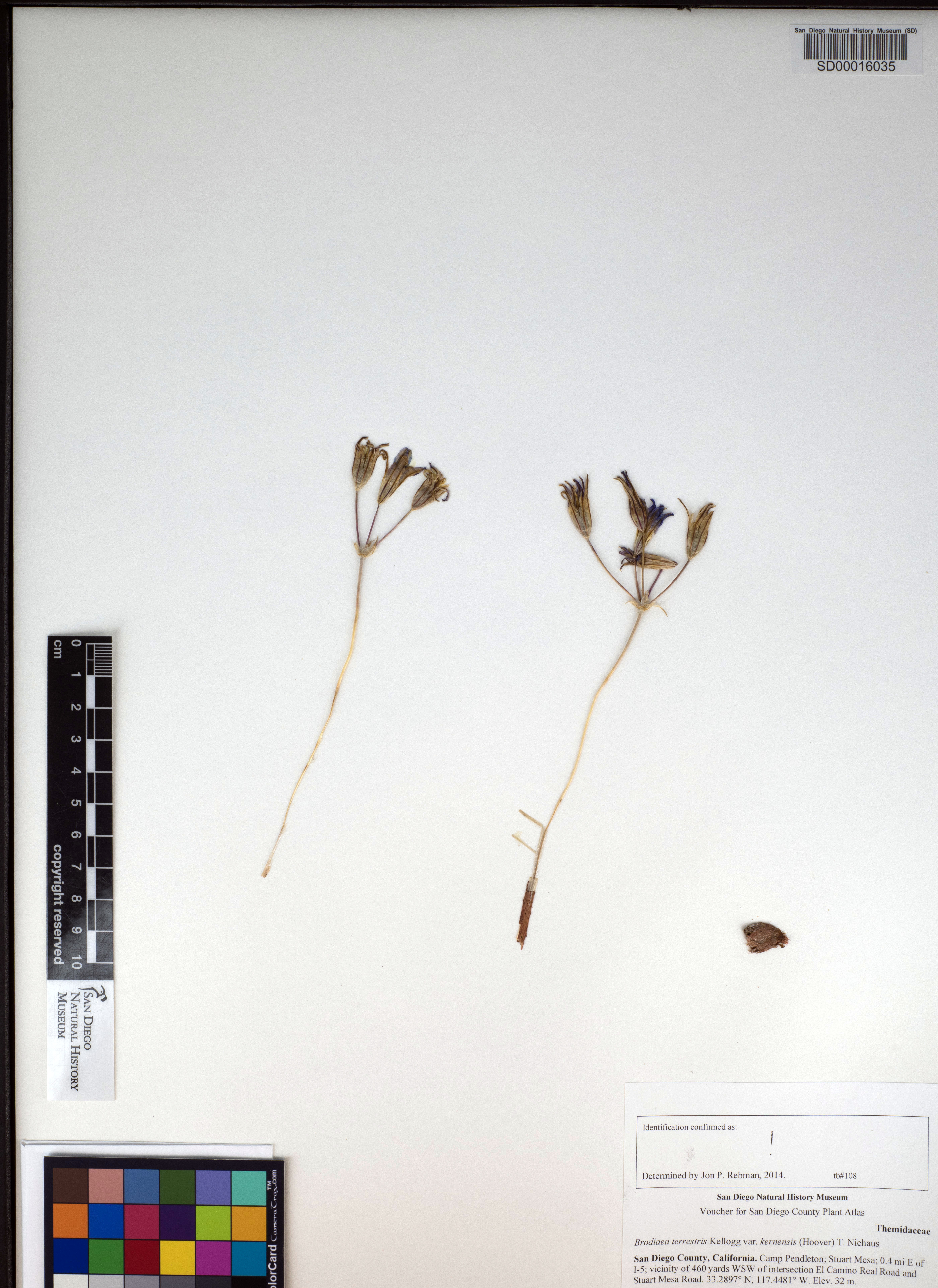 SEINet Portal Network - Brodiaea terrestris