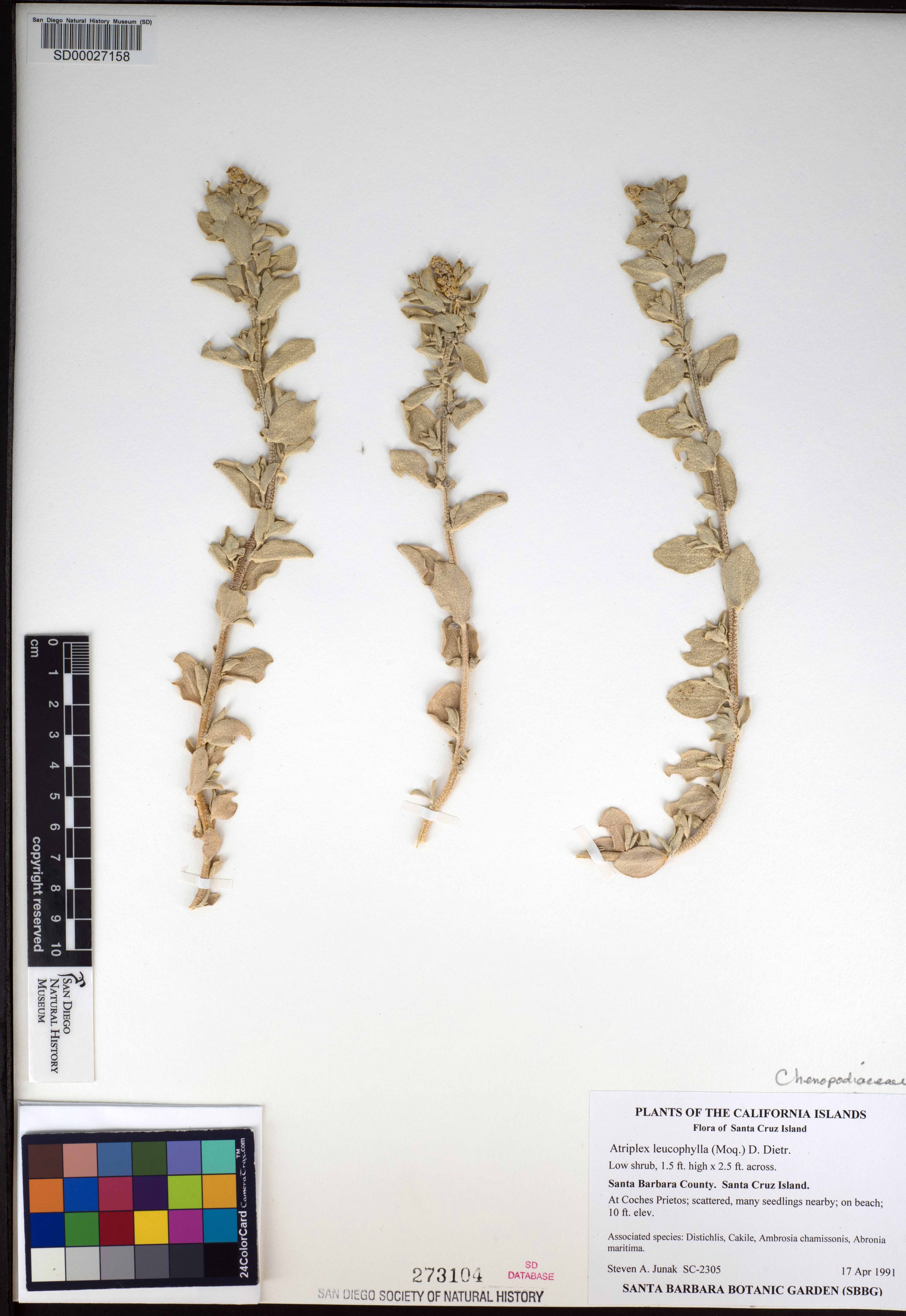 SEINet Portal Network - Atriplex leucophylla