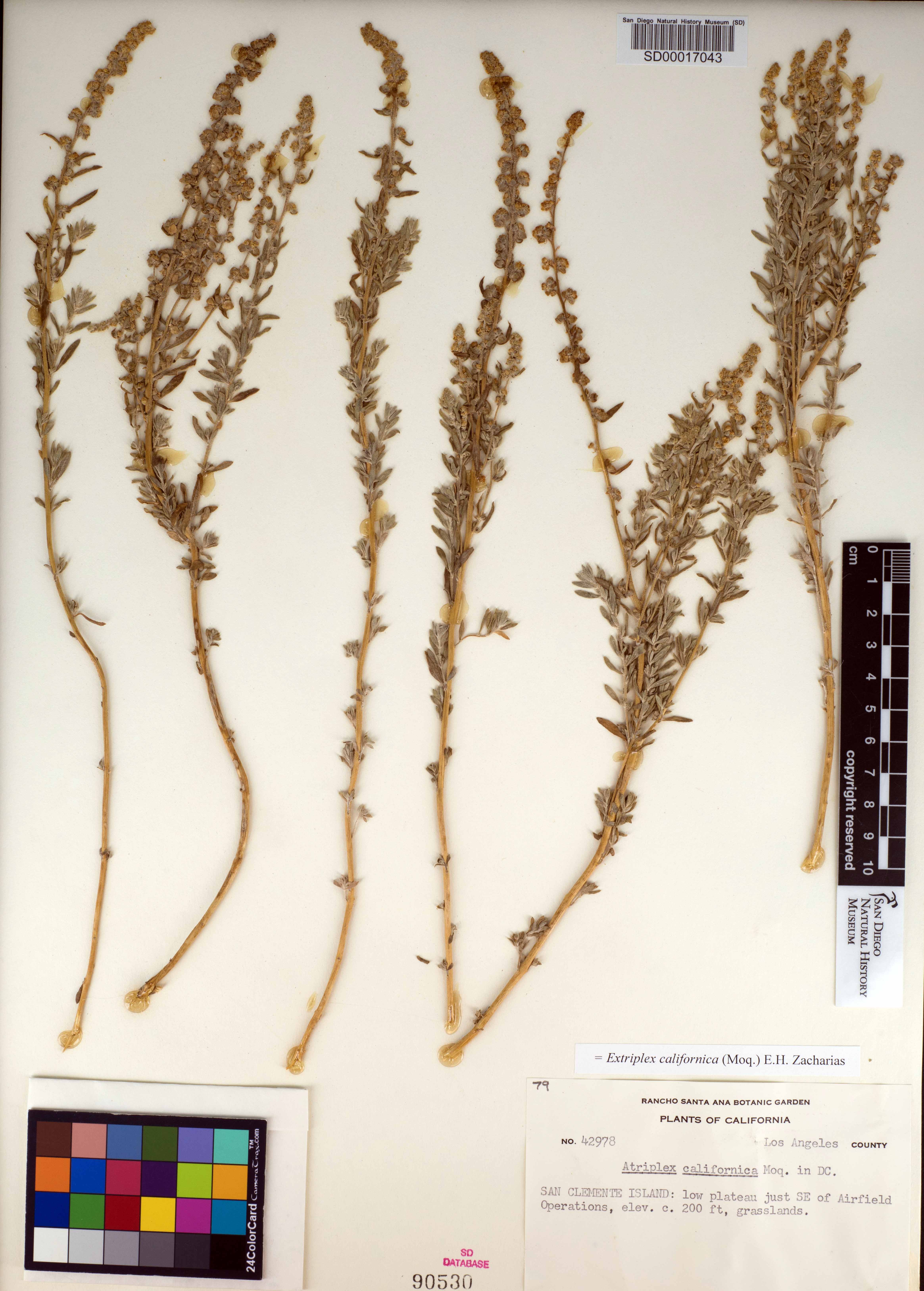 CCH2 PortalDetailed Collection Record Information